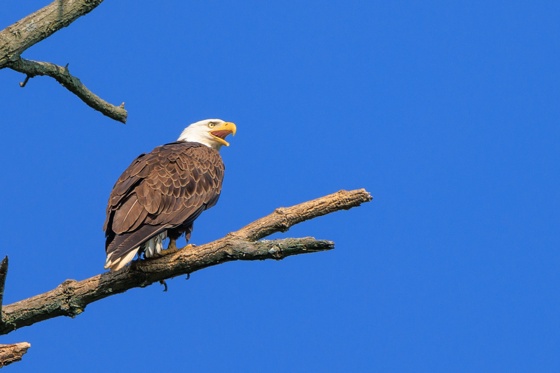 David Bolling Photography – Wildlife – Travel – Portrait